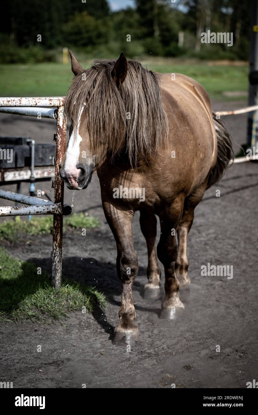 Studfarm hi-res stock photography and images - Alamy