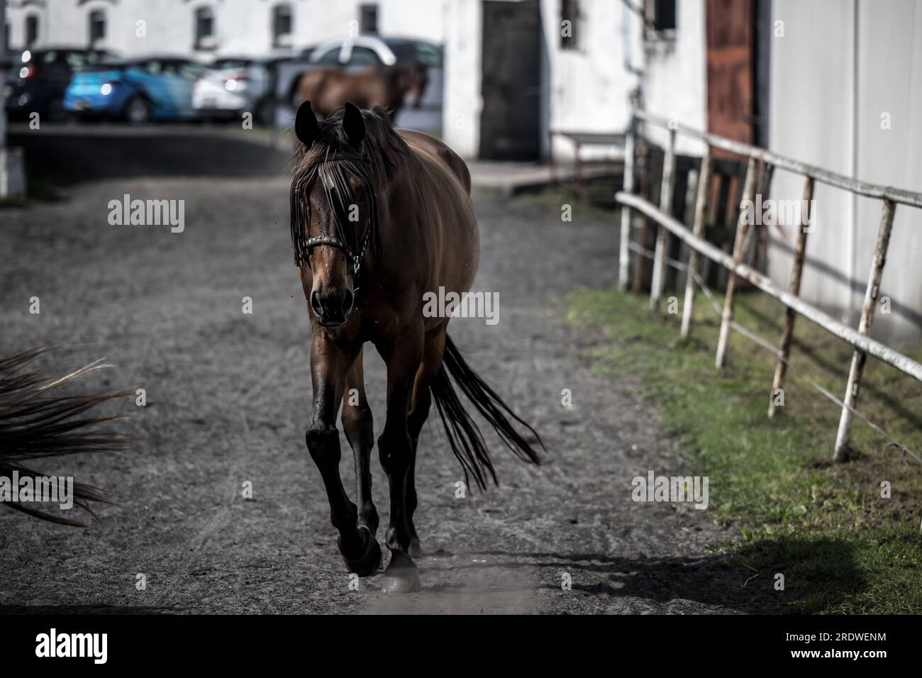 Studfarm hi-res stock photography and images - Alamy