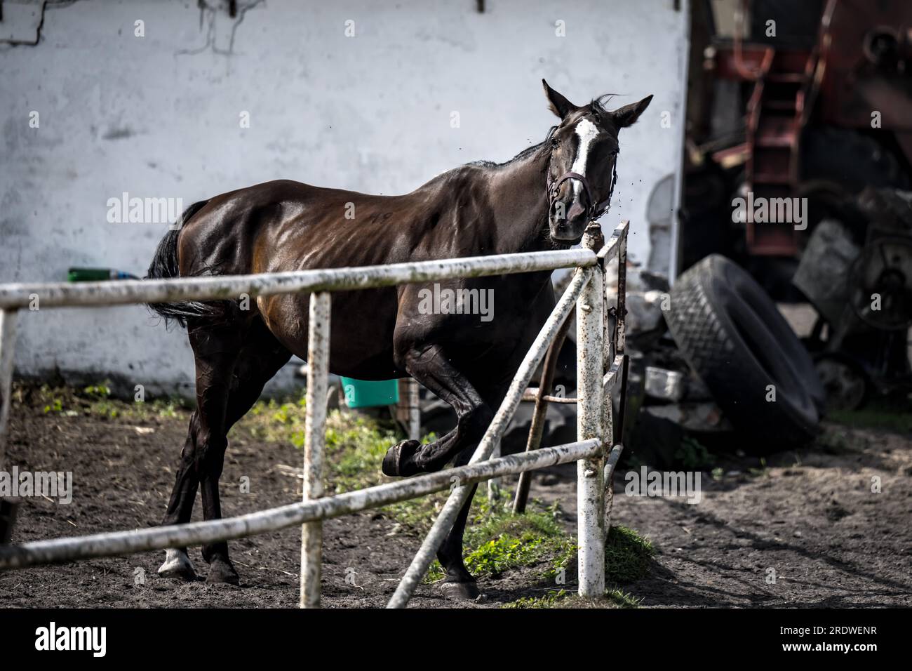 beautiful horses in a stud farm Stock Photo - Alamy
