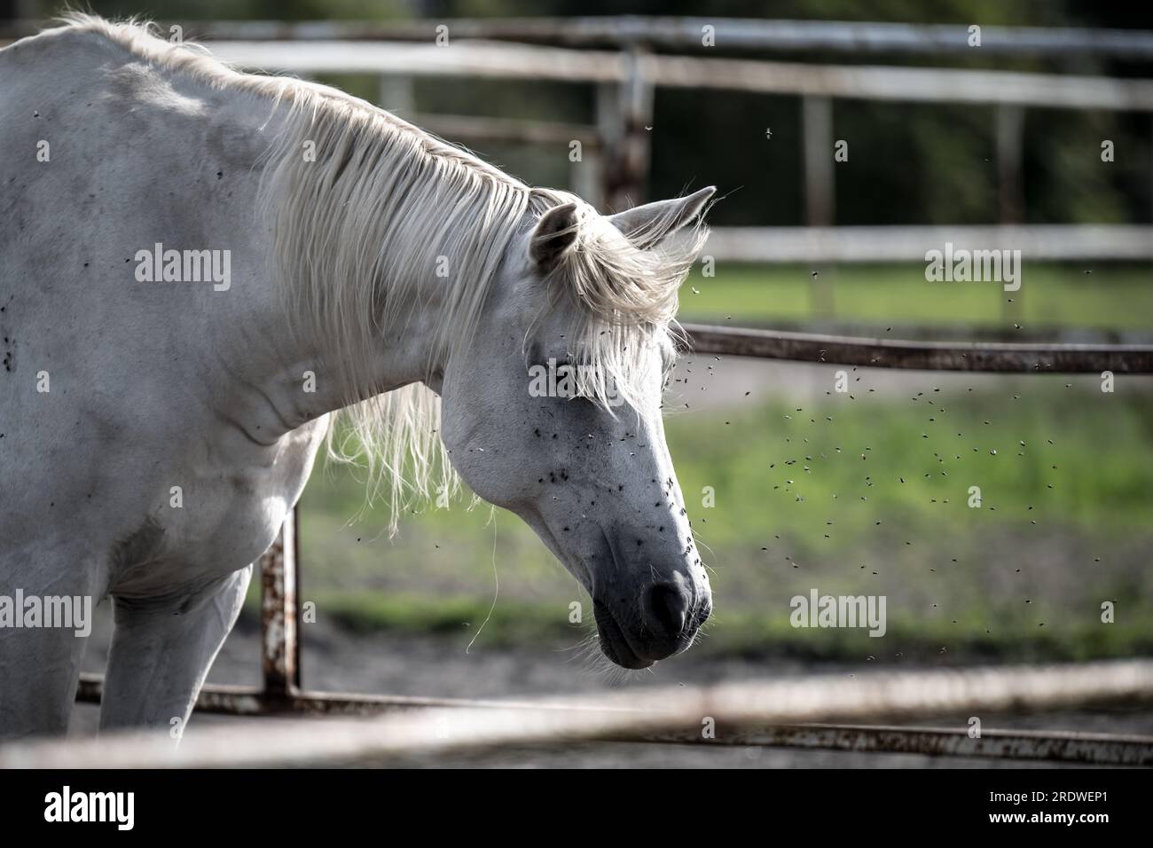 beautiful horses in a stud farm Stock Photo - Alamy