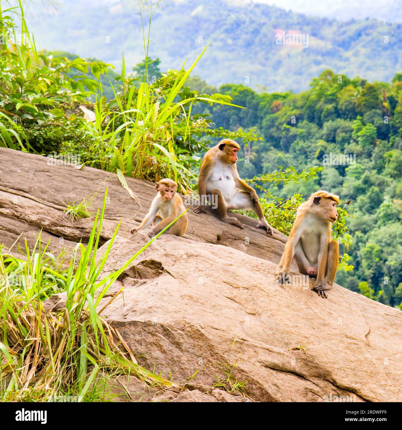 Family of hamadryas monkeys in the wild. Sri Lanka Stock Photo - Alamy