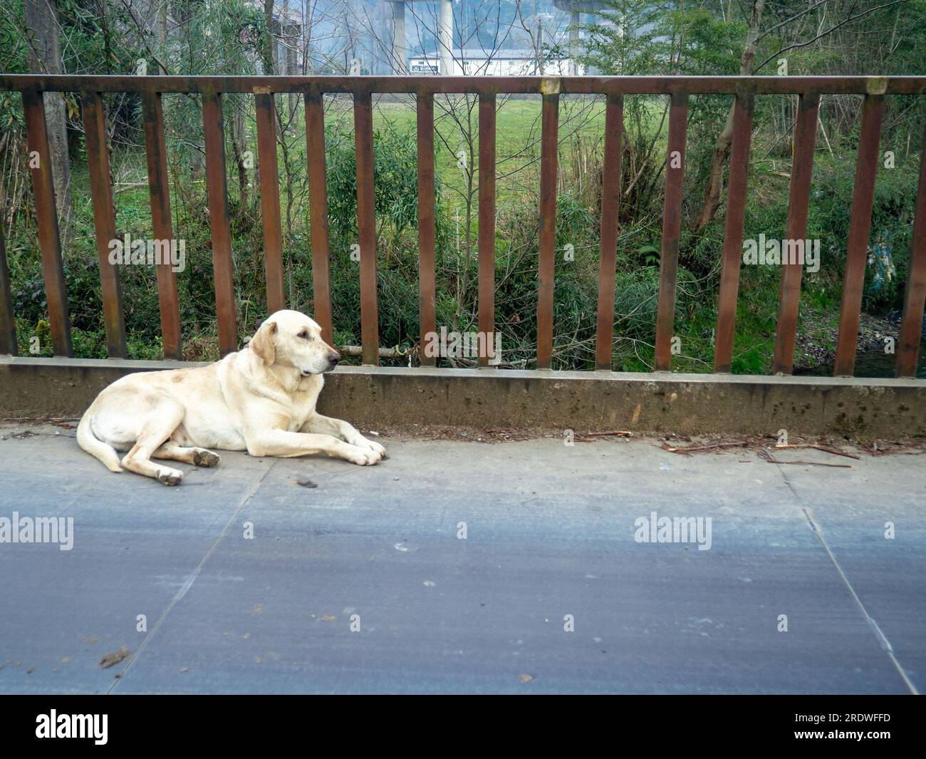 Dog in the city. Homeless animal on the road. Animal loneliness. The ...