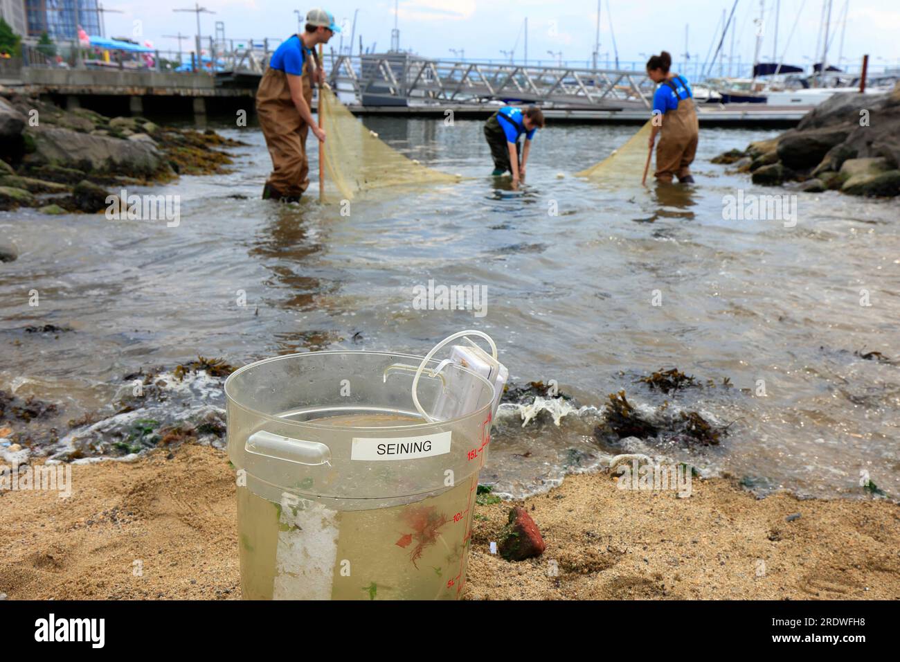 Brooklyn Bridge Park Conservancy staff seining the East River, New York ...