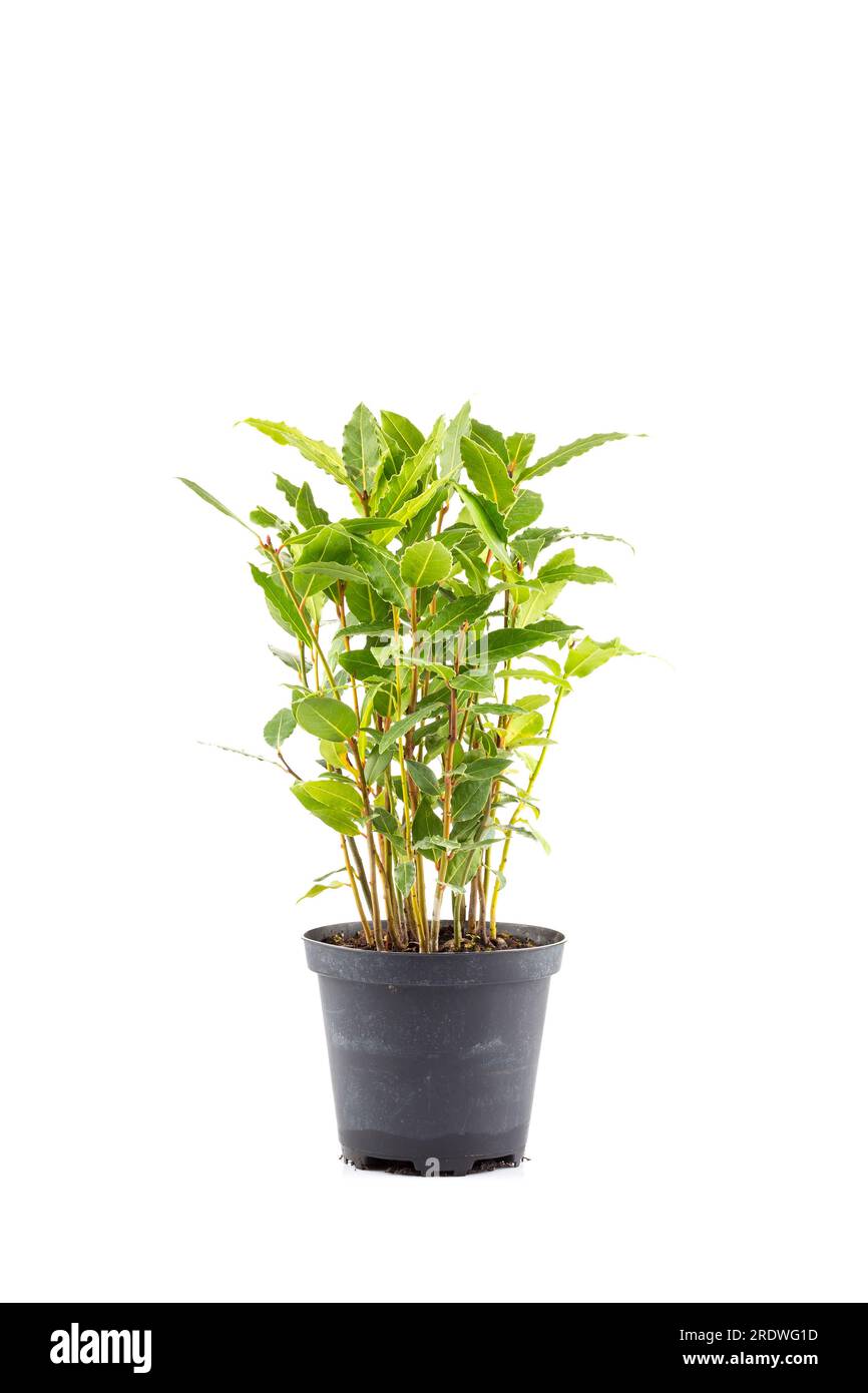 Small laurel tree in flower pot isolated on white background. Closeup ...