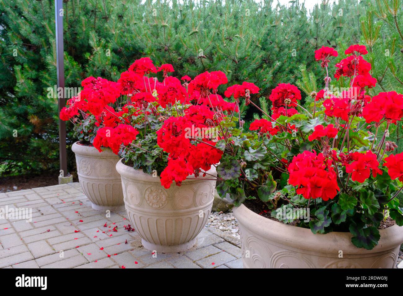 Blooming bright red geranium geranium flowers in a decorative flower ...