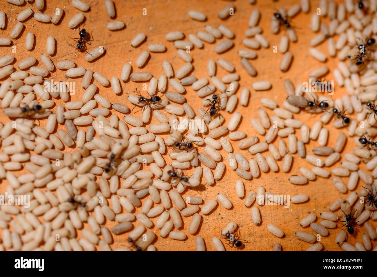 Common black ant (Lasius niger) pupae with workers. Ants formic eggs ...