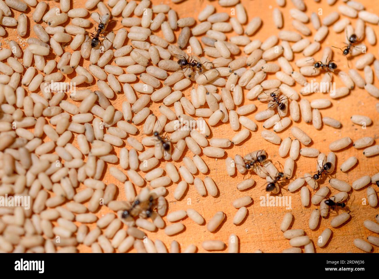 Common black ant (Lasius niger) pupae with workers. Ants formic eggs ...