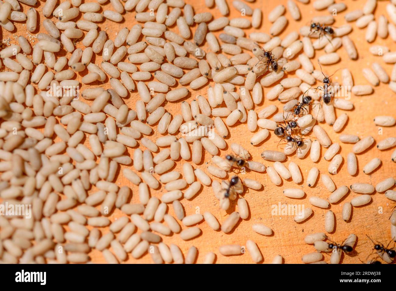 Common black ant (Lasius niger) pupae with workers. Ants formic eggs ...