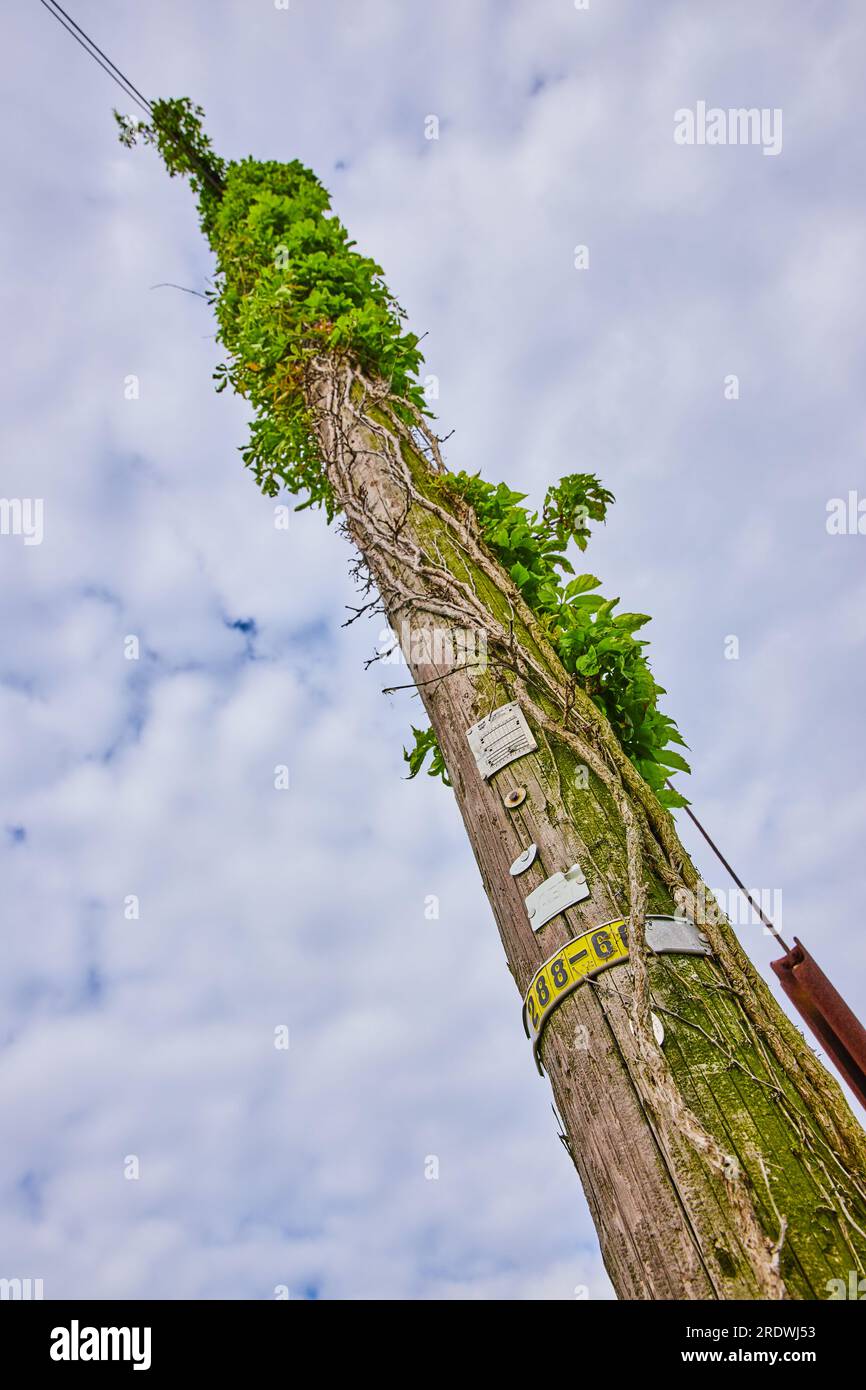 Vertical tall telephone pole with dead ivy and green creeping plant ...