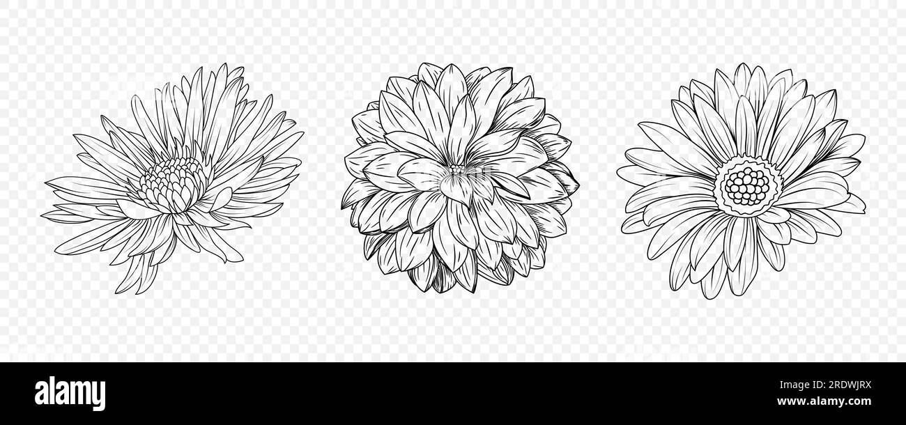 Vector Black and White Hand Drawn Flower Set Isolated. Flower Sketch ...