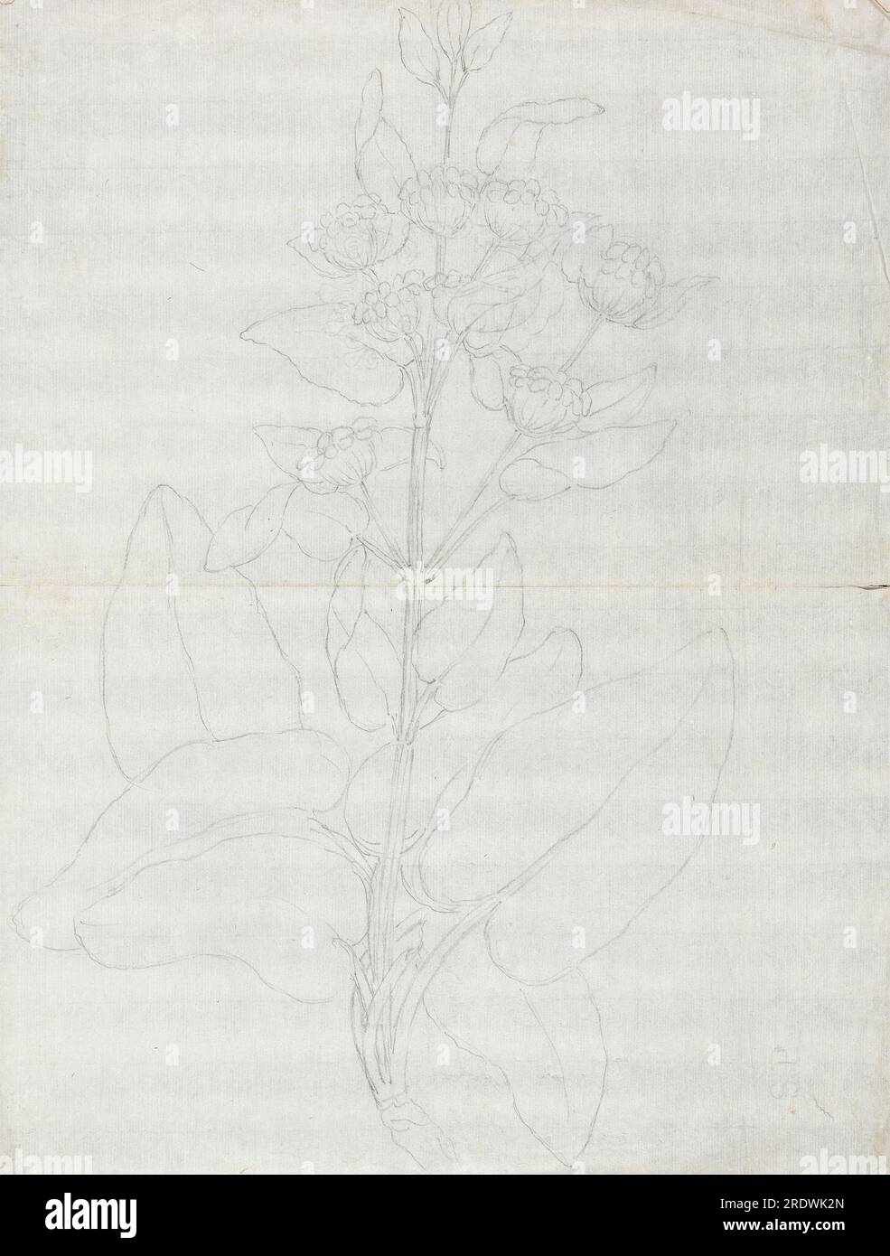 Phlomis herba-venti L. : outline of habit of plant circa 1769 by James ...