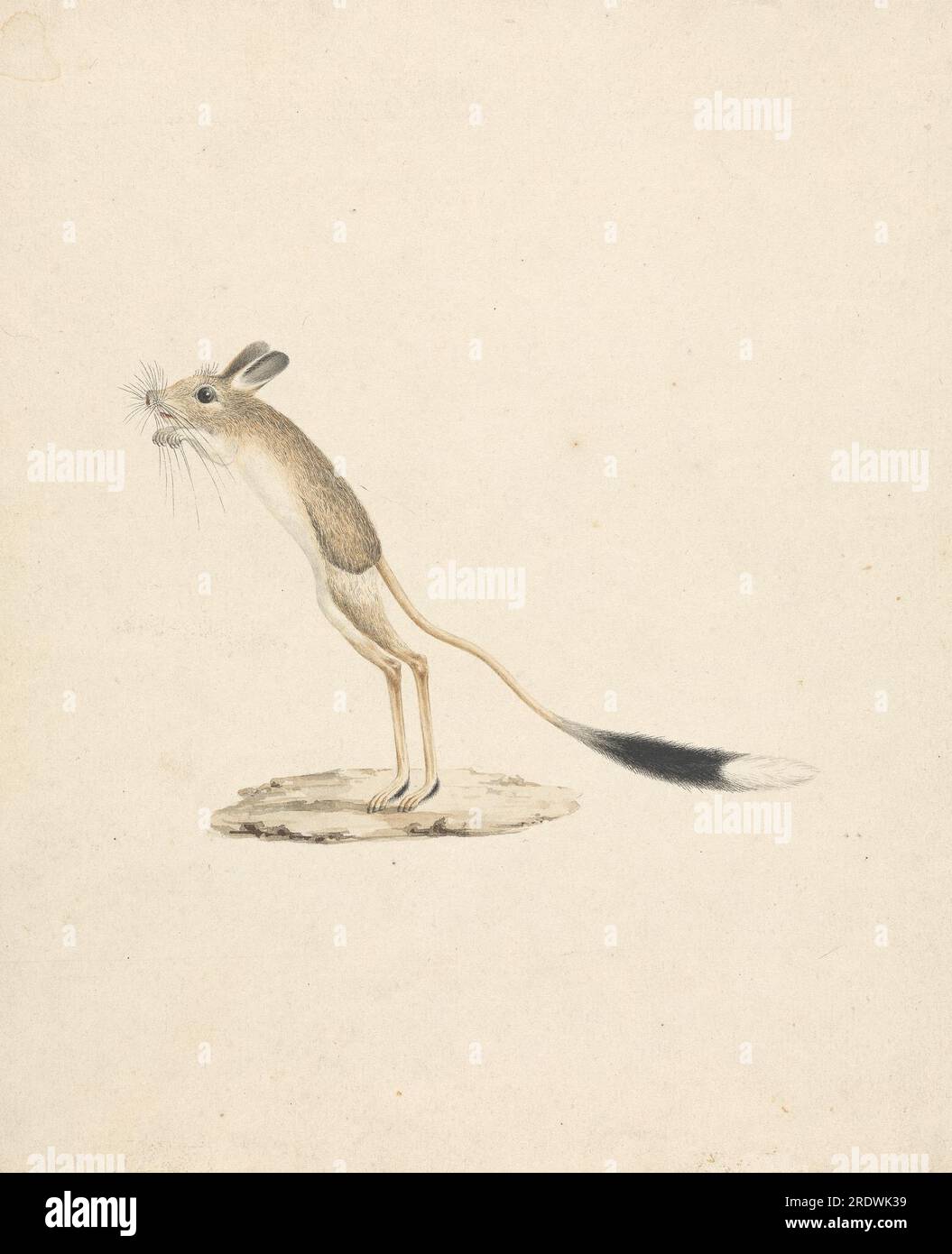 Jerboa black and hi-res stock photography and images - Alamy