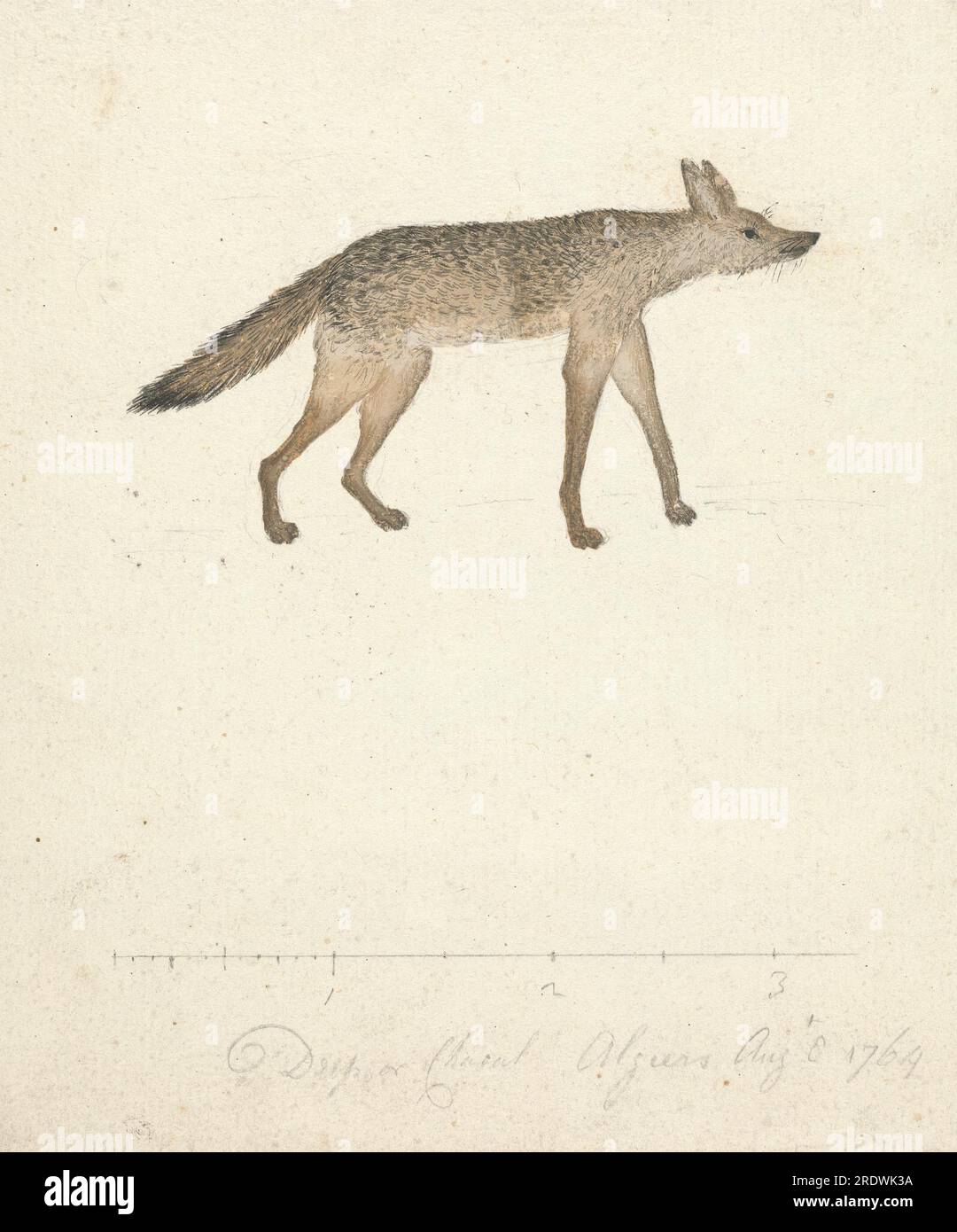 Wolf 1764 by James Bruce Stock Photo - Alamy