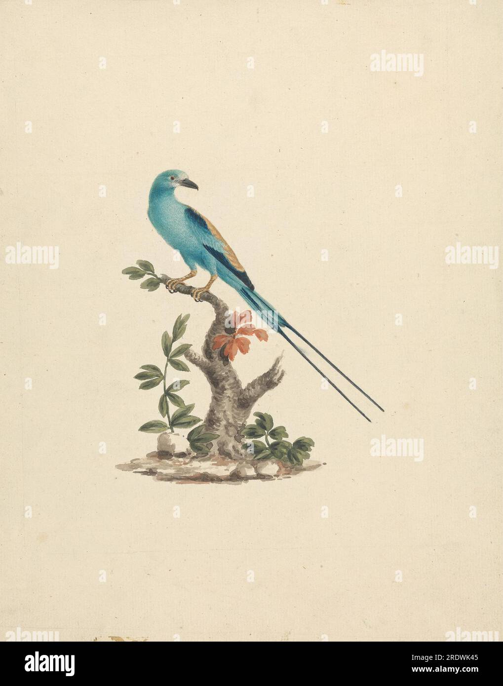 Abyssinian roller coracias abyssinicus hi-res stock photography and ...