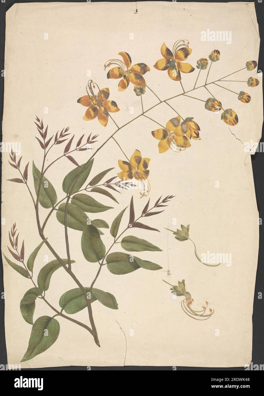 Cassia Fistula (Purging cassia): finished drawing of leafy shoot with ...