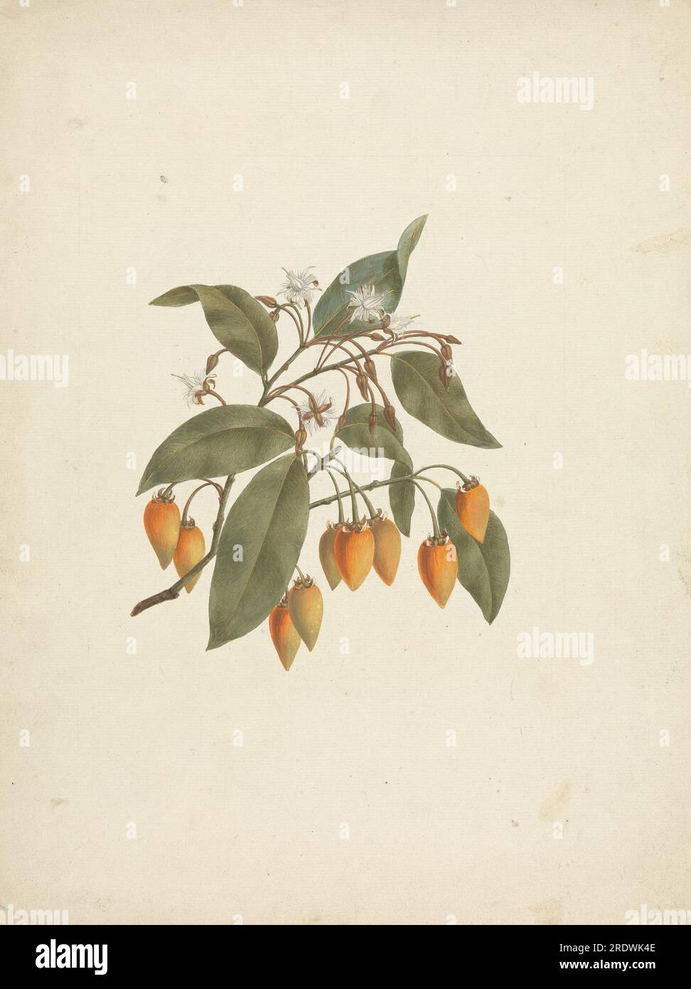 Mimusops kummel A. DC. : finished drawing with some flowers by James ...