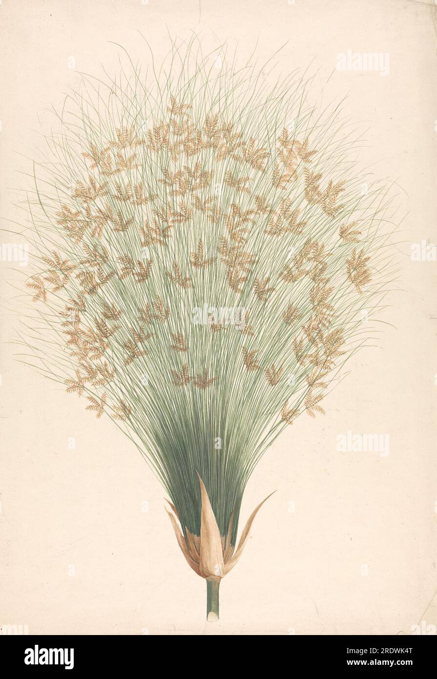Cyperus papyrus L. (Papyrus Sedge): finished drawing of inflorescence ...