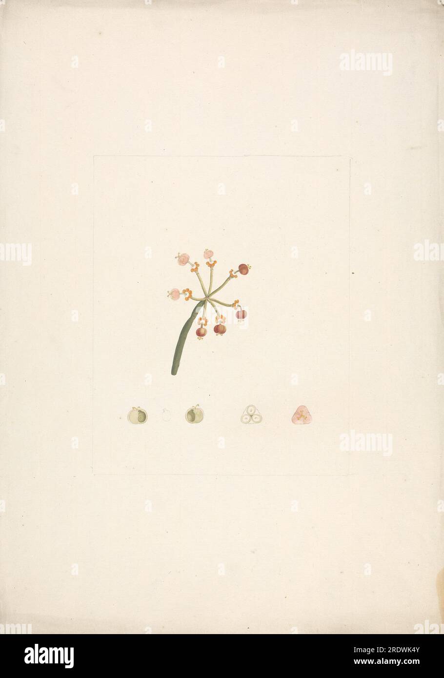 Euphorbia nubica N.E. Br. (Nubian Spurge): finished drawing of ...