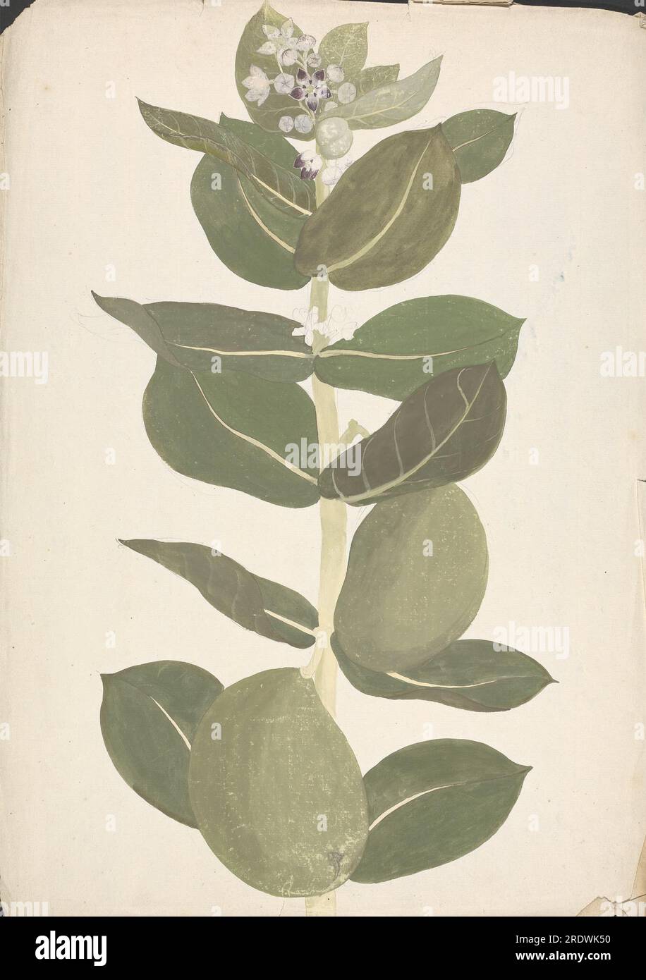 Calotropis procera (Ait.) Ait. f. (Apple of Sodom, Auricular Tree ...