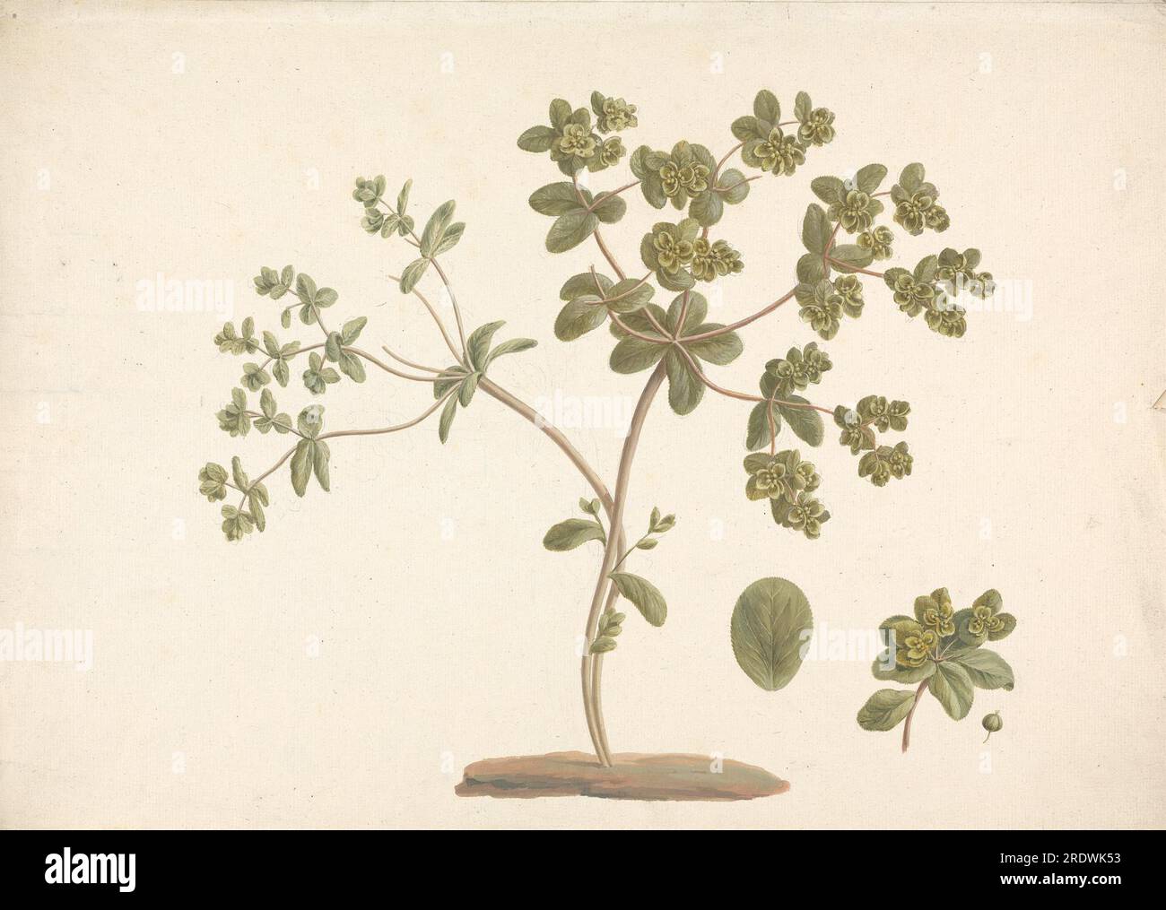 Euphorbia helioscopia L. (Sun Spurge): finished drawing of flowering ...