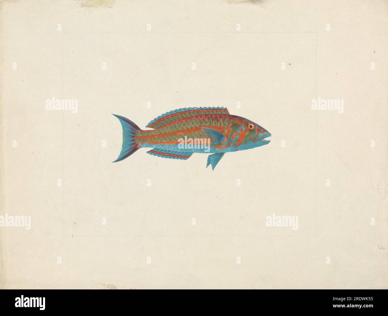 Bruce the fish hi-res stock photography and images - Alamy