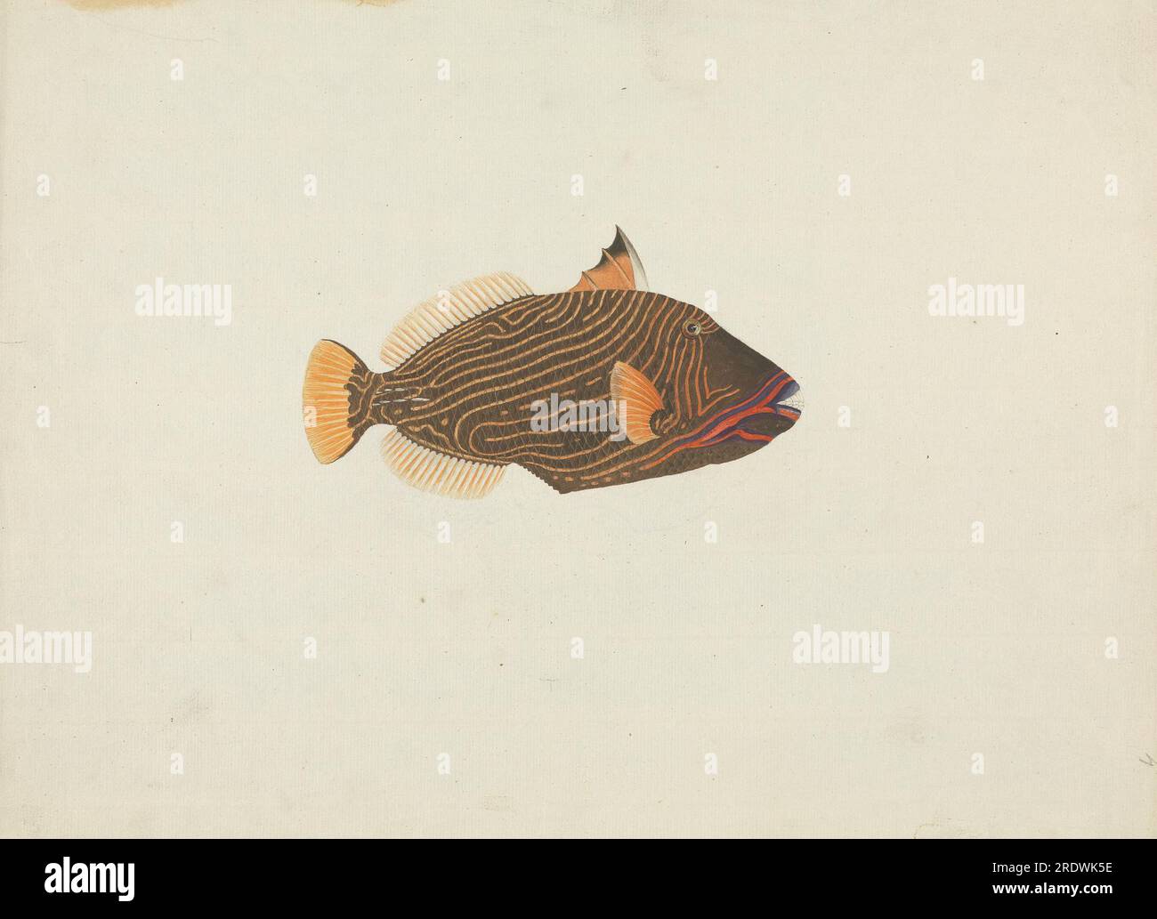 Bruce the fish hi-res stock photography and images - Alamy