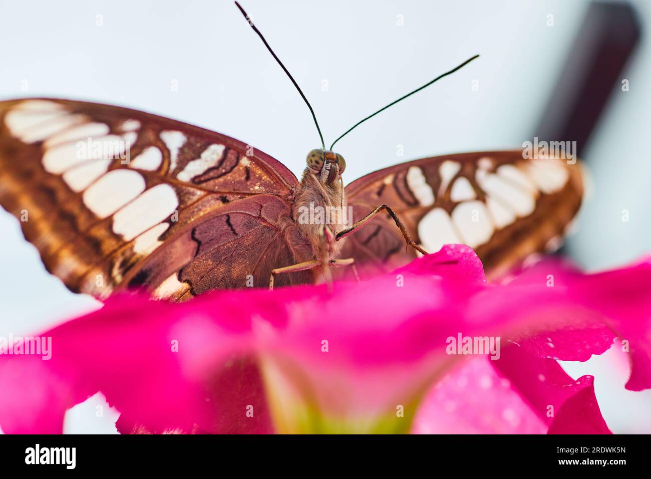Mothra in real life hi-res stock photography and images - Alamy
