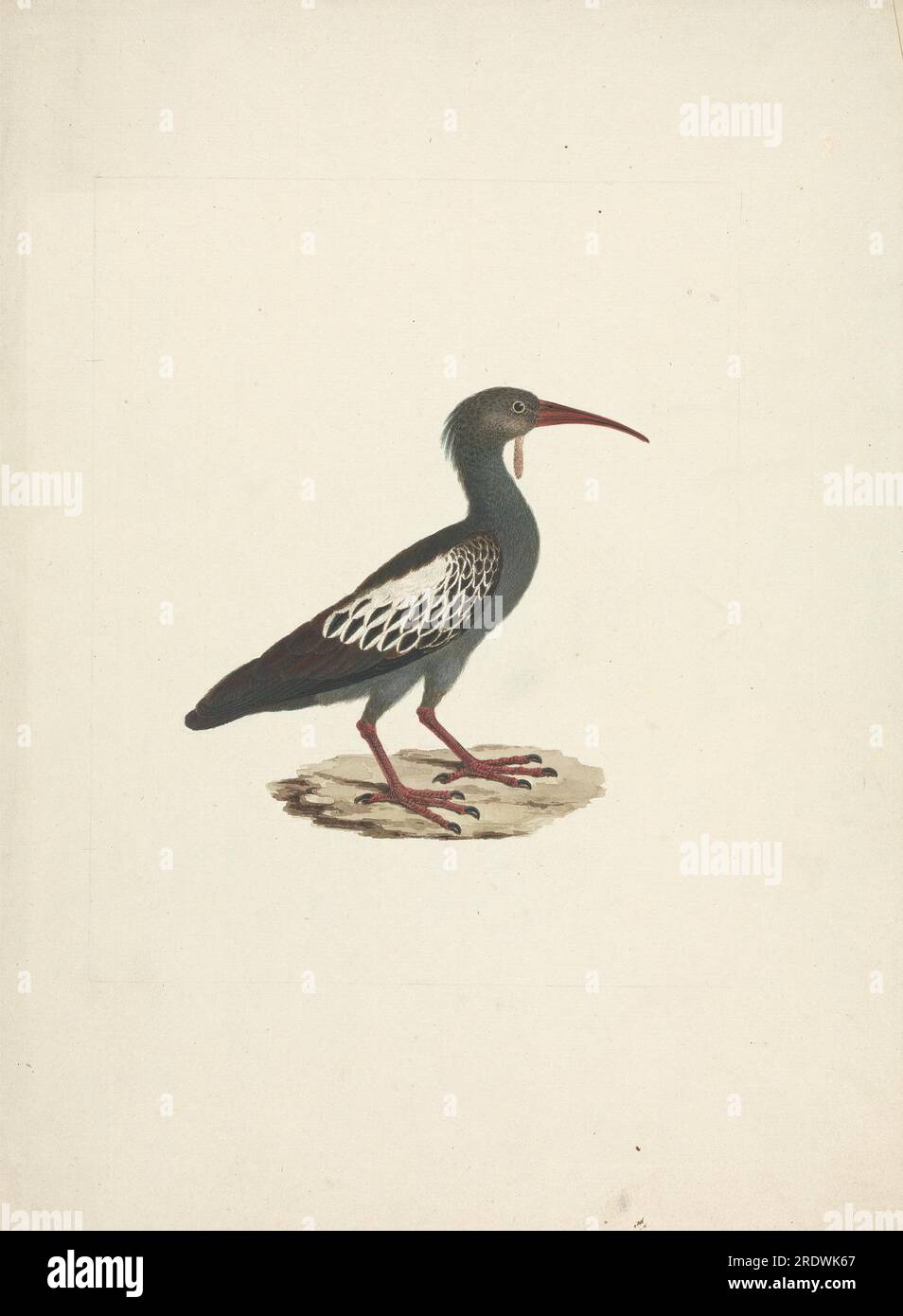 Bostrychia carunculata (Wattled Ibis) by James Bruce Stock Photo - Alamy