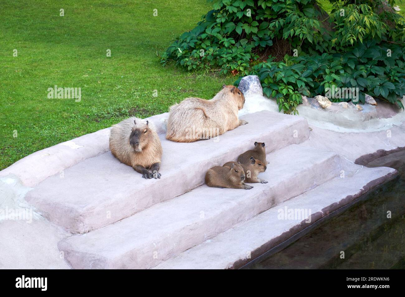 Capybaras in the zoo on a summer day Stock Photo - Alamy