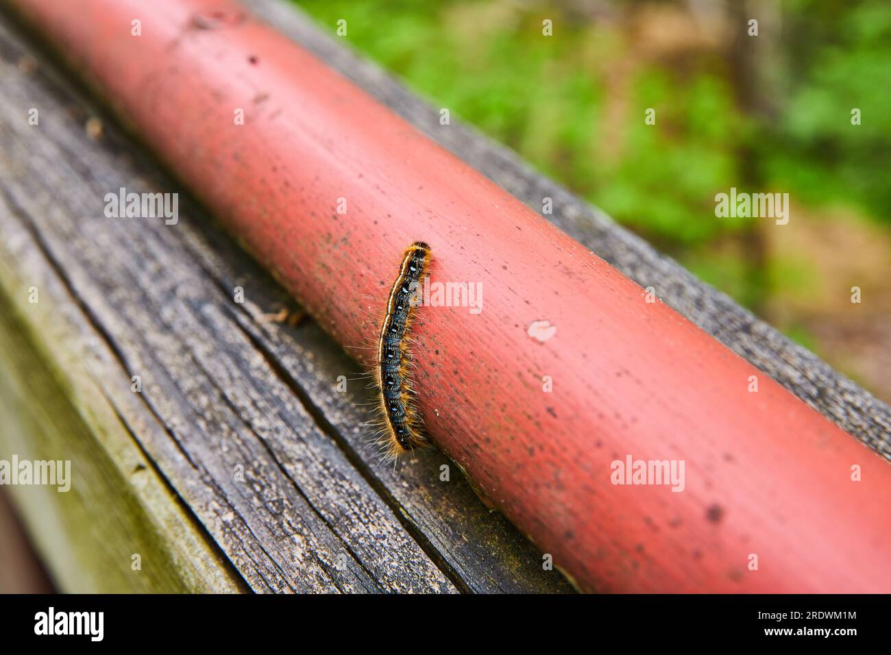 Close up Eastern Tent Caterpillar climbing red pole on wooden beam with ...