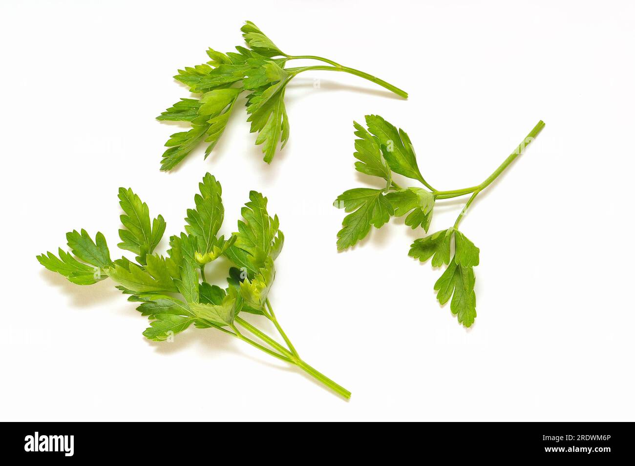 Fresh, parsley sprigs on a white background Stock Photo - Alamy