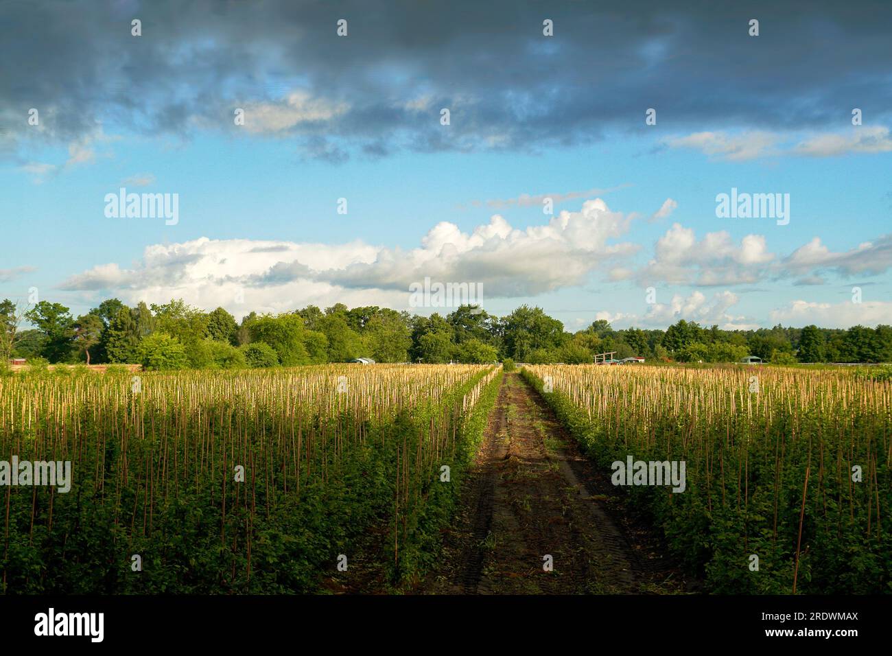 Country landscape with cloudy sky Stock Photo - Alamy
