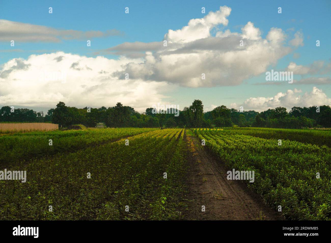 Country landscape with cloudy sky Stock Photo - Alamy