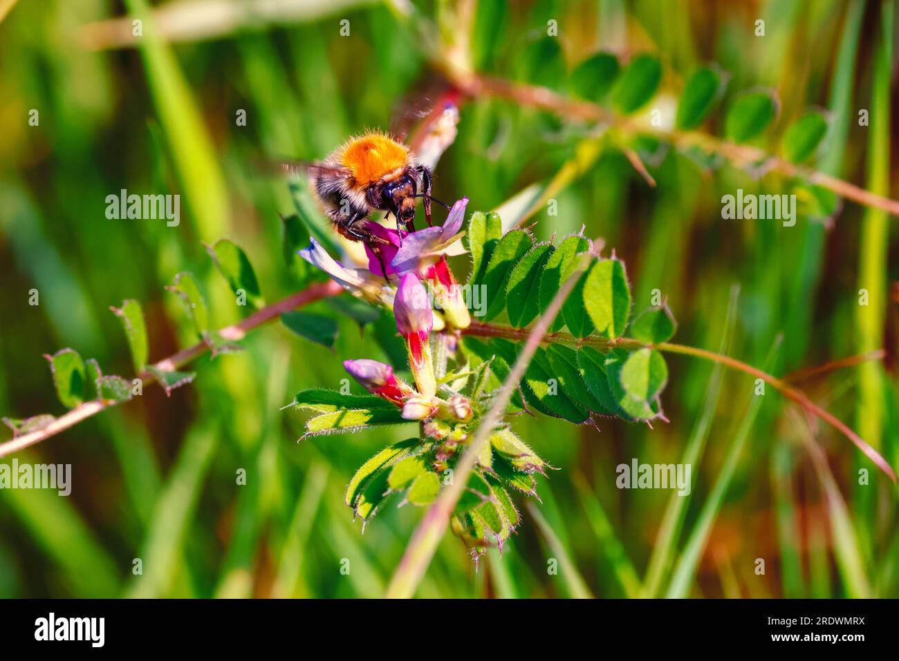 Common Carder Bee "Bombus Thoracombus pascuorum" nectaring "Common ...