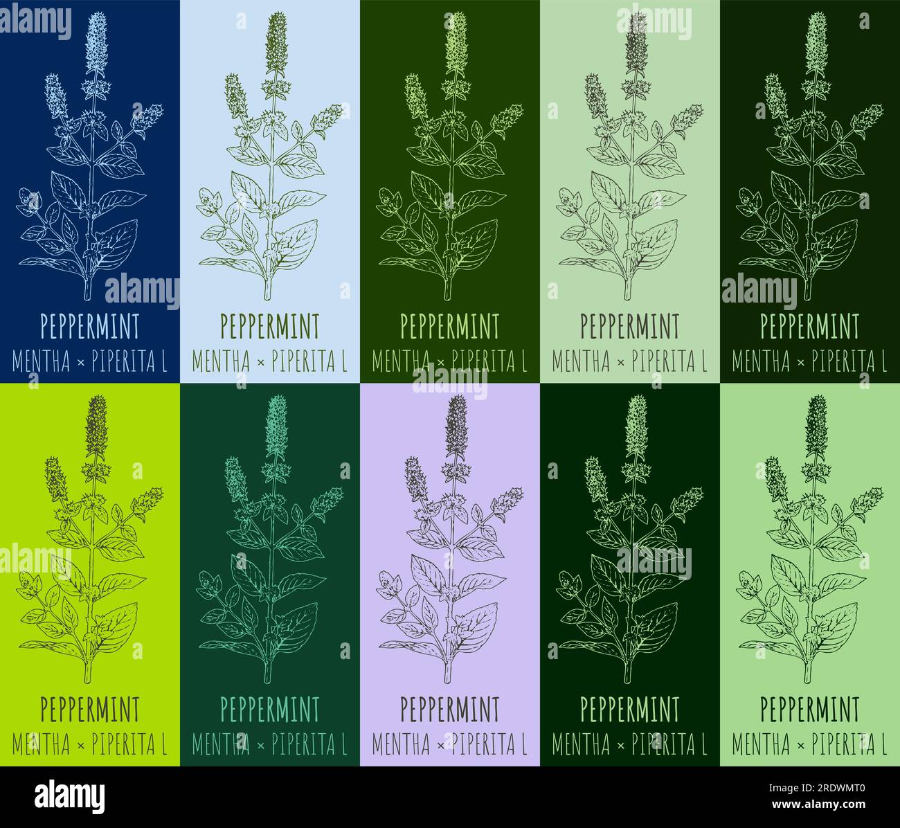 Set of vector drawing PEPPERMINT in various colors. Hand drawn ...