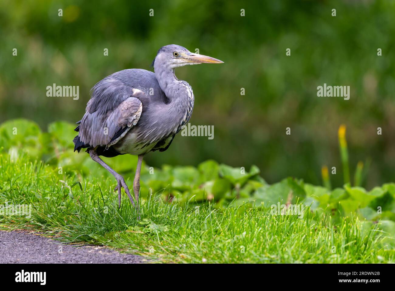 Grey Heron "Ardea cinerea" bird walking along canal bank showing its ...