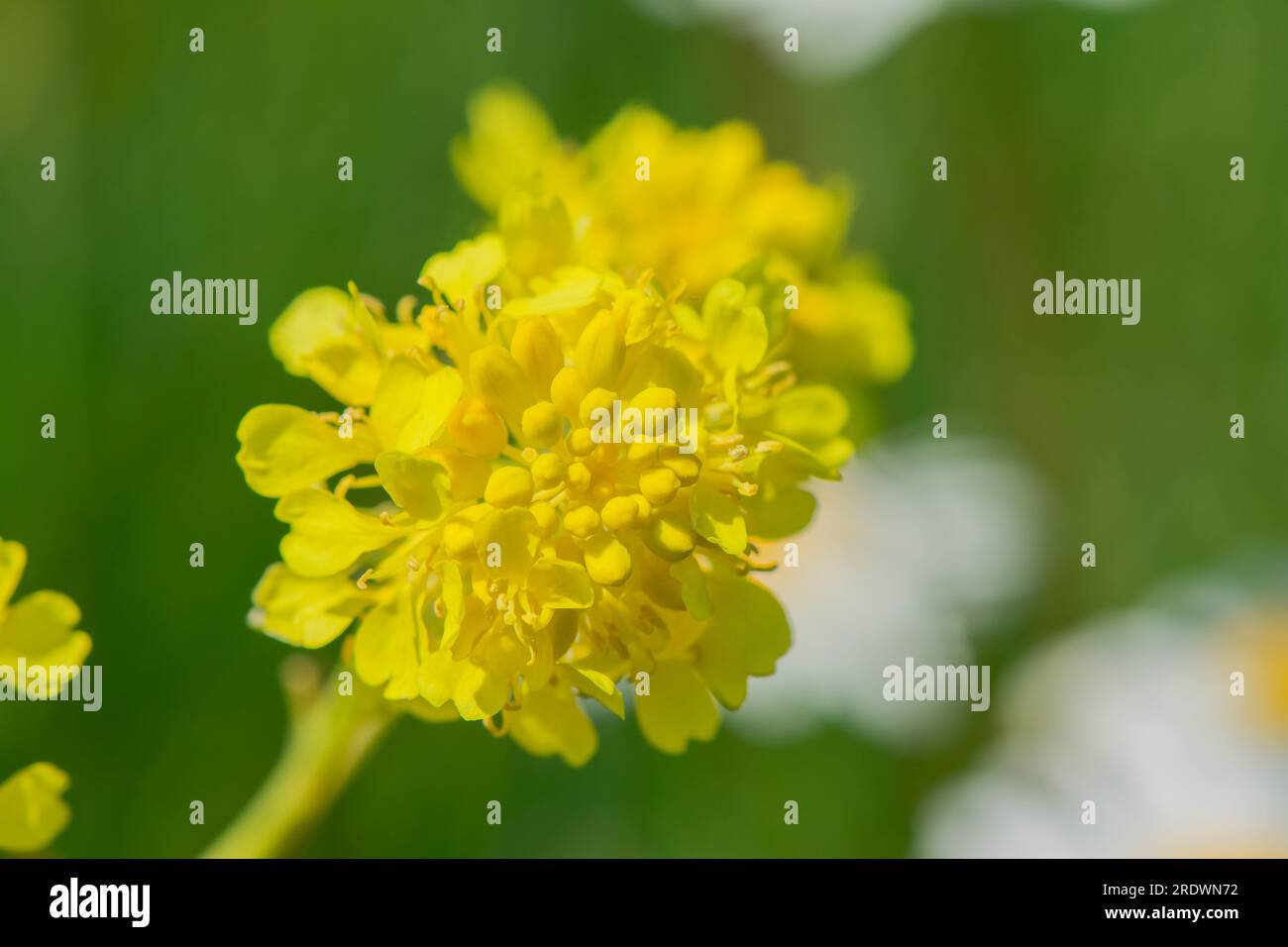 beautiful natural background with summer flowers Stock Photo - Alamy