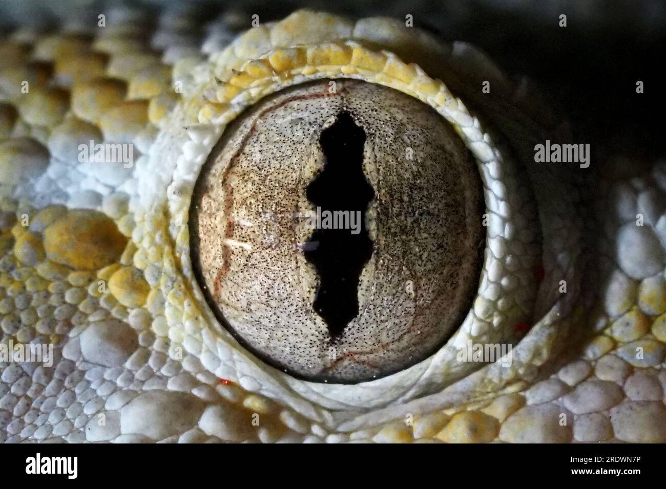 Maddaloni, Italy. 23rd July, 2023. Macro view of the eye of a common ...