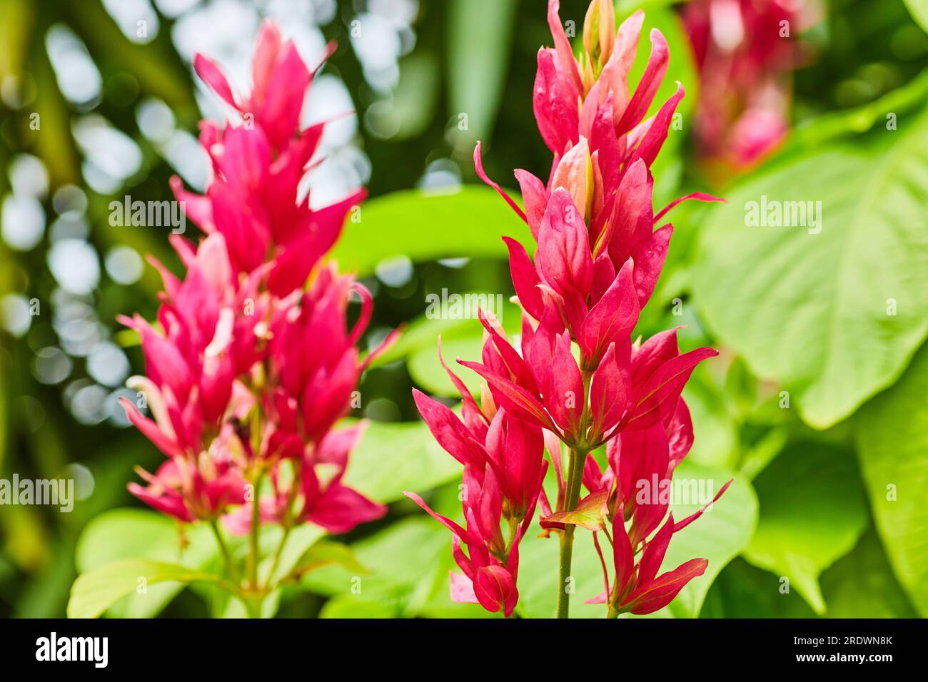 Brazilian red cloak plant with vibrant and brilliant hot pink foliage ...