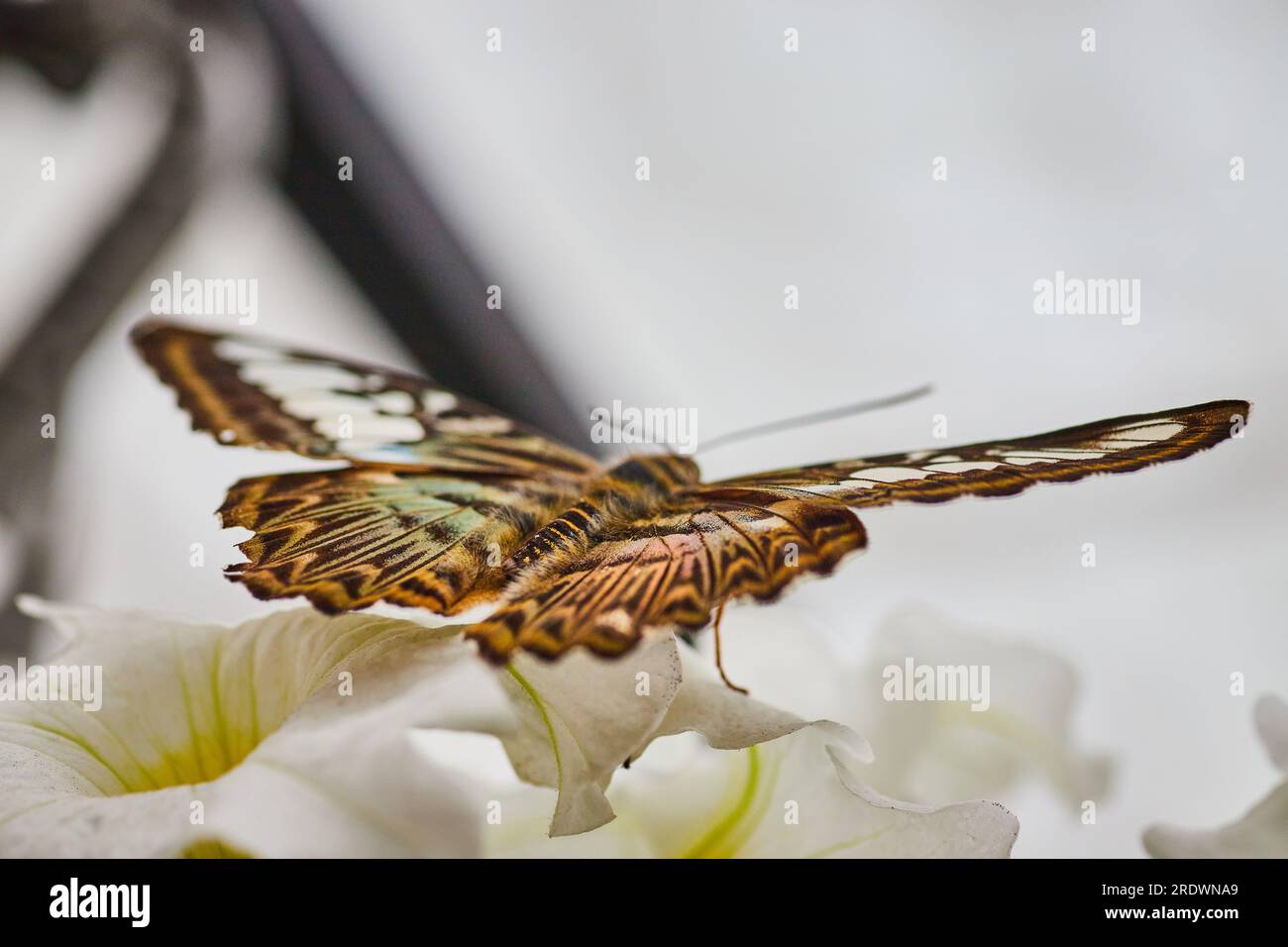 Parthenos Sylvia butterfly with wings open ready to take off from ...