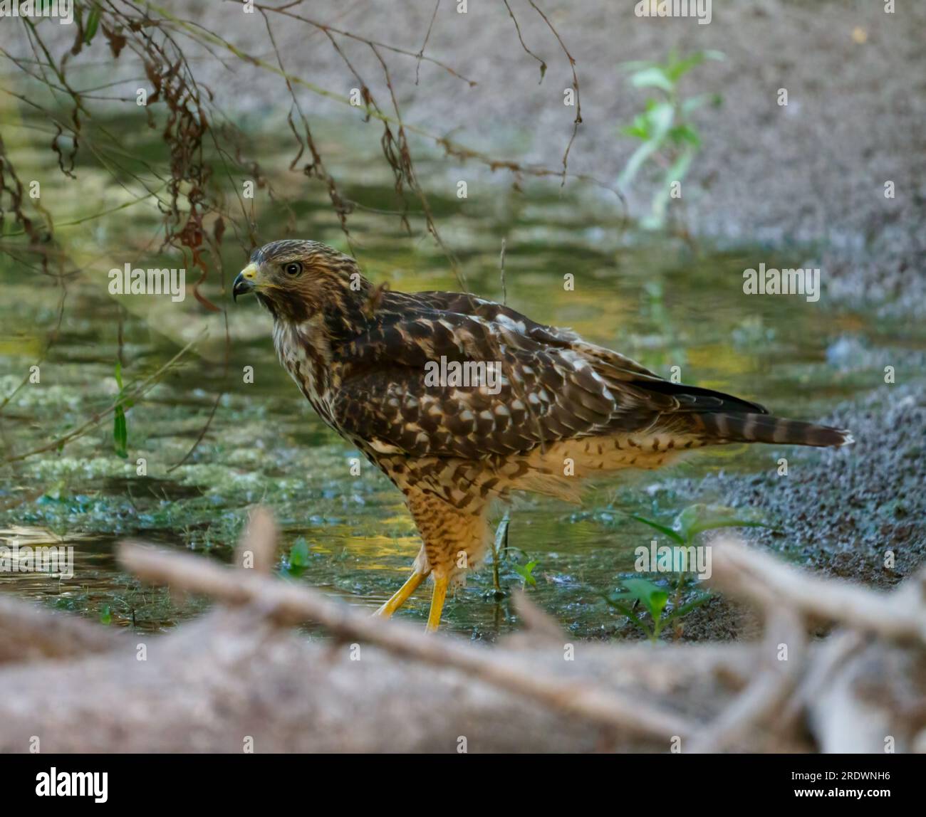 Red Shouldered Hawk Stock Photo - Alamy