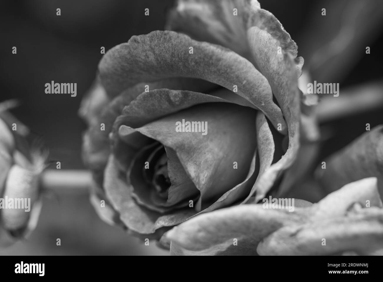 Angle Front view Black and white close up closed rose on plant . High ...