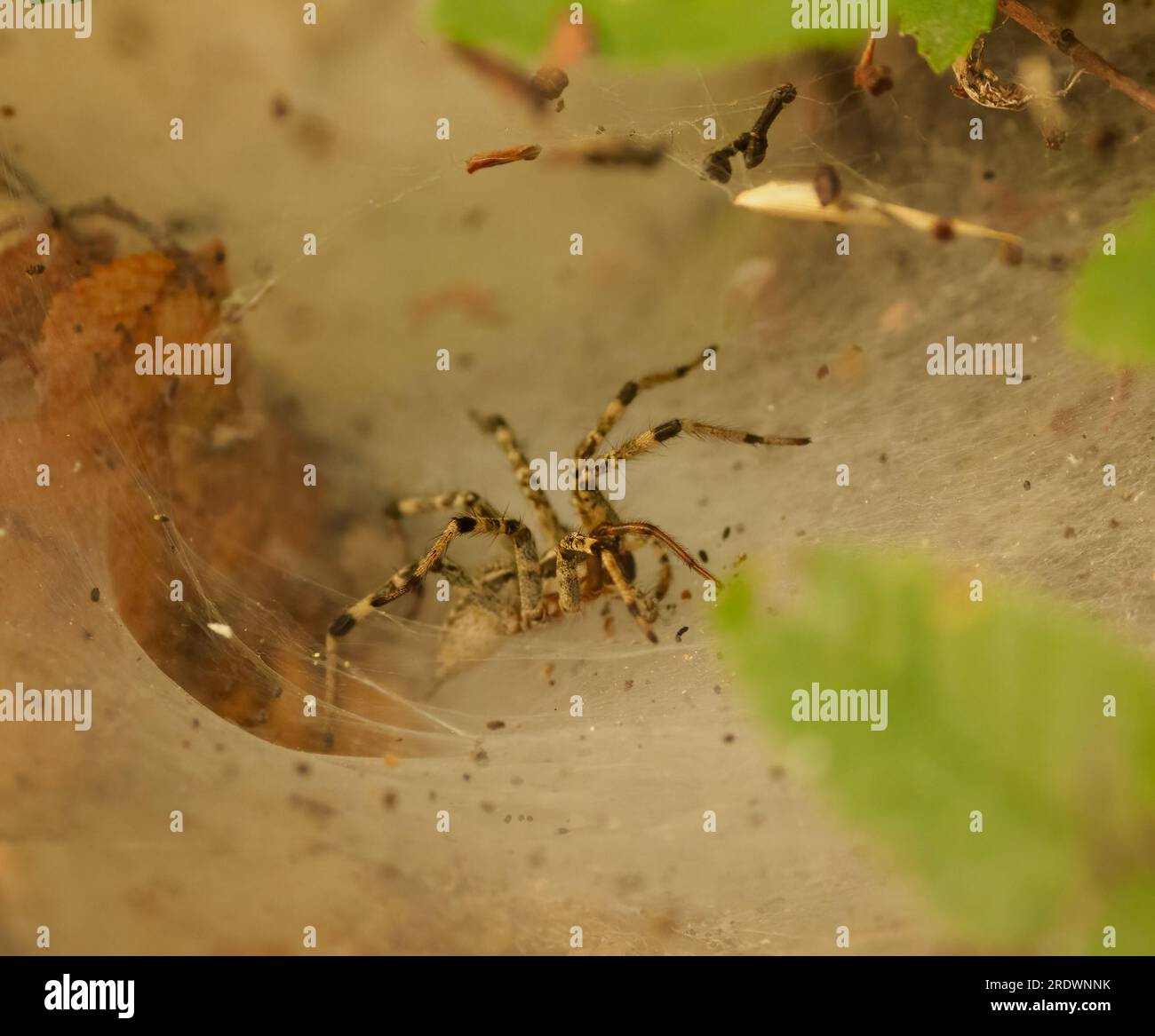 Spider Web Closeup Stock Photo - Alamy