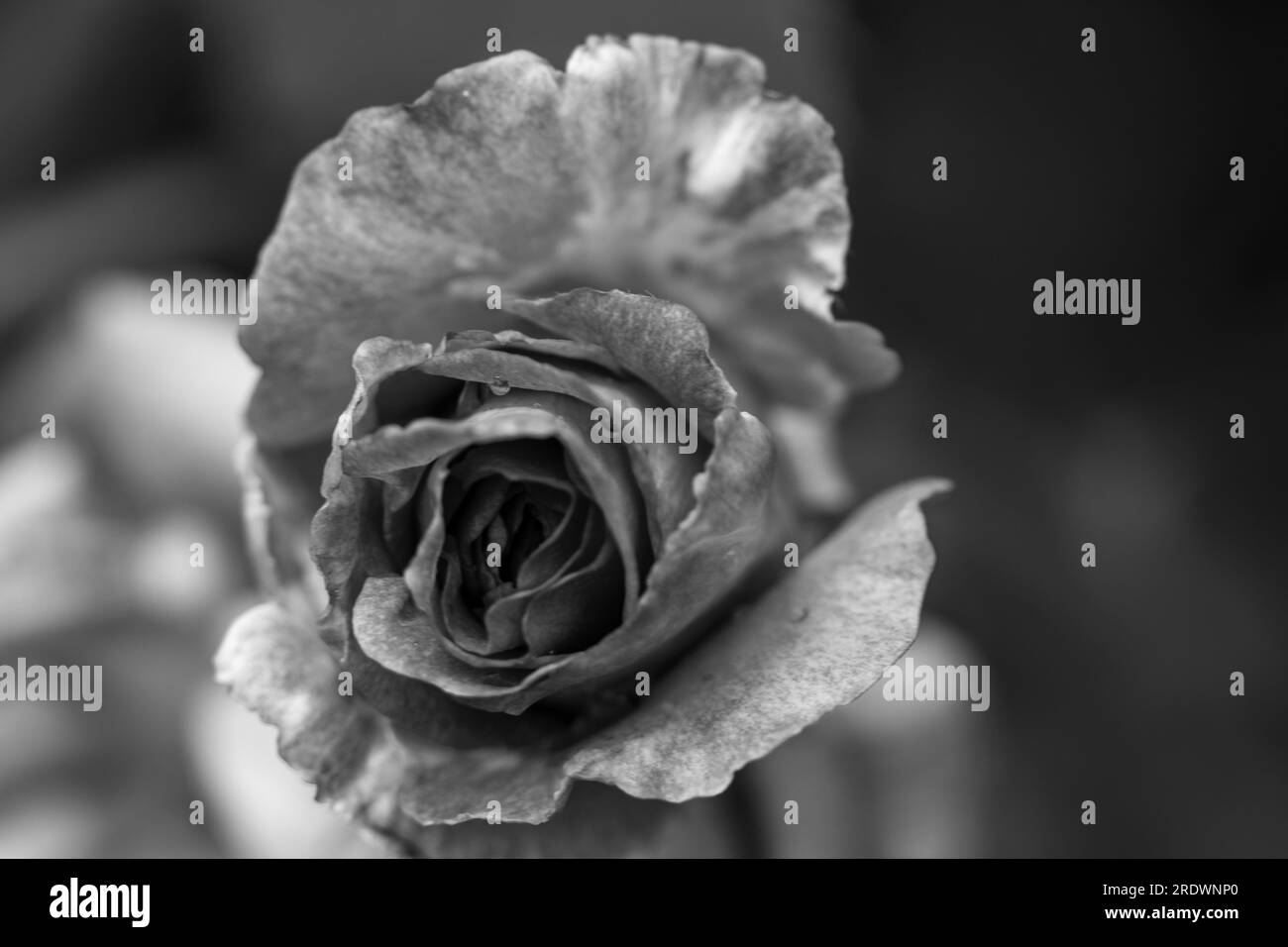 Front view Black and white close up closed rose on plant . High quality ...