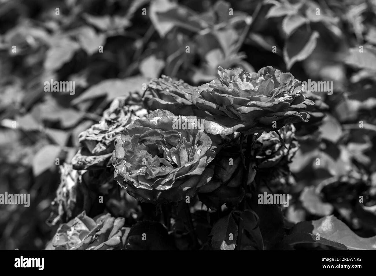 Side view Black and white photo of group of roses on in garden. High ...