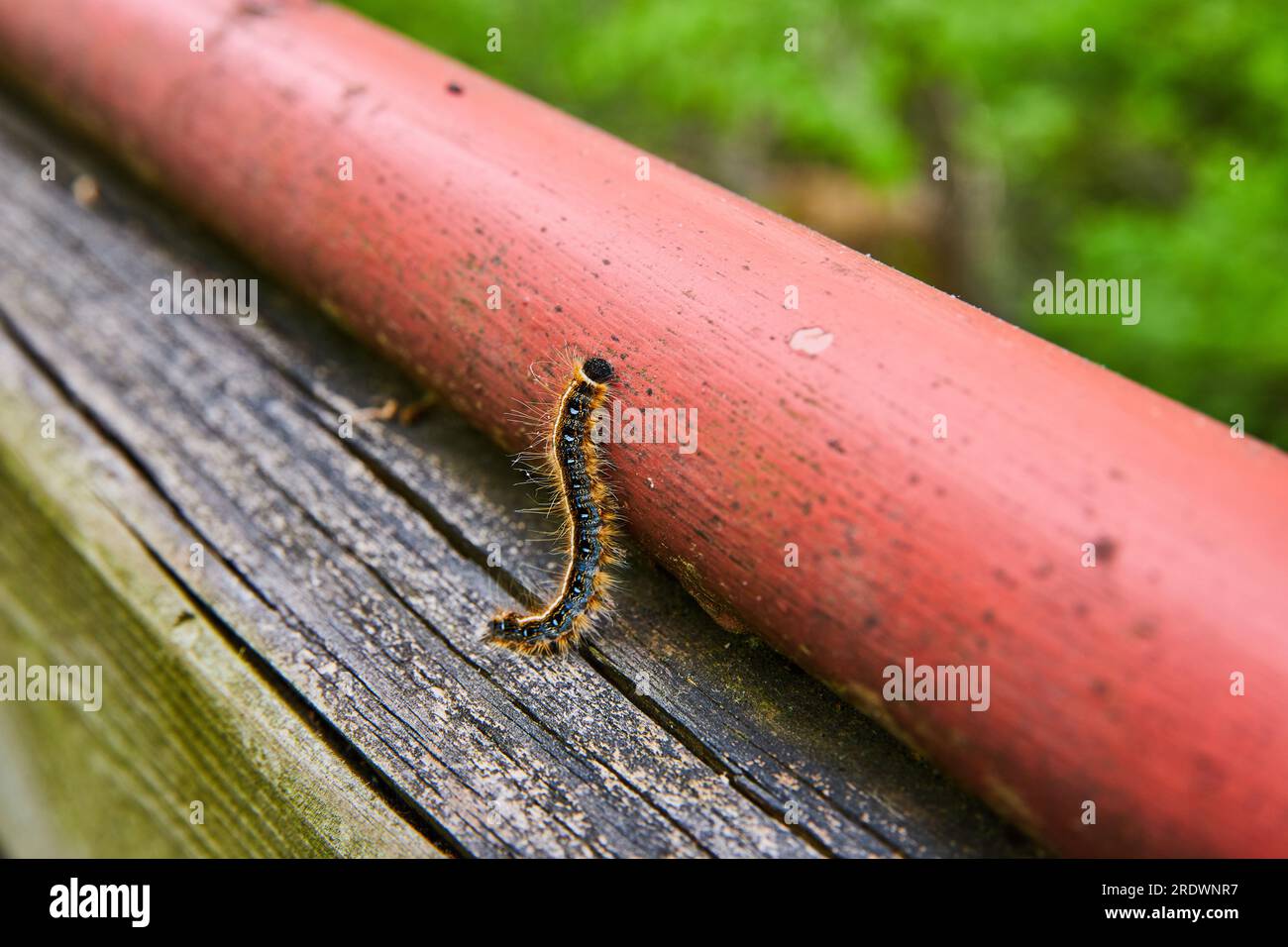 Close up Eastern Tent Caterpillar climbing up red pole from weather ...