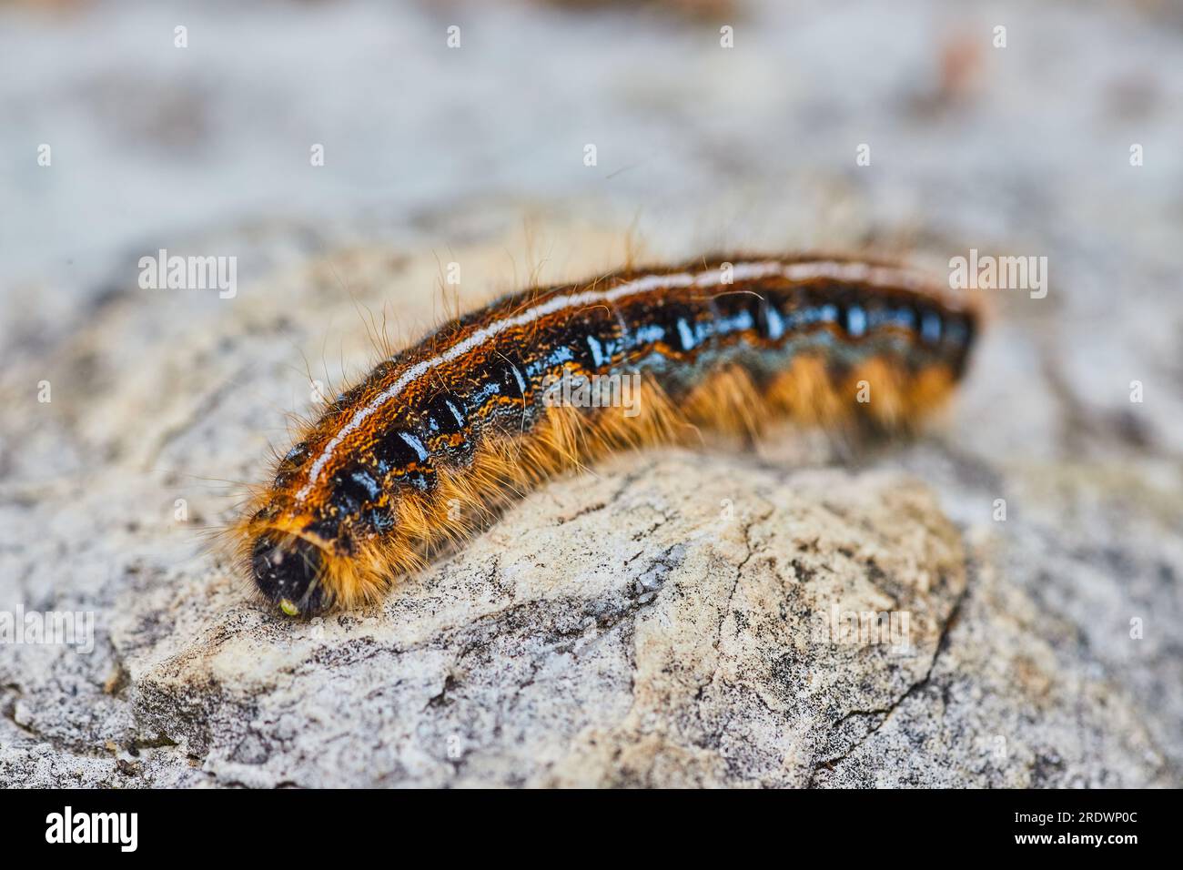 Macro close up Eastern Tent Caterpillar stock photo in natural habitat ...