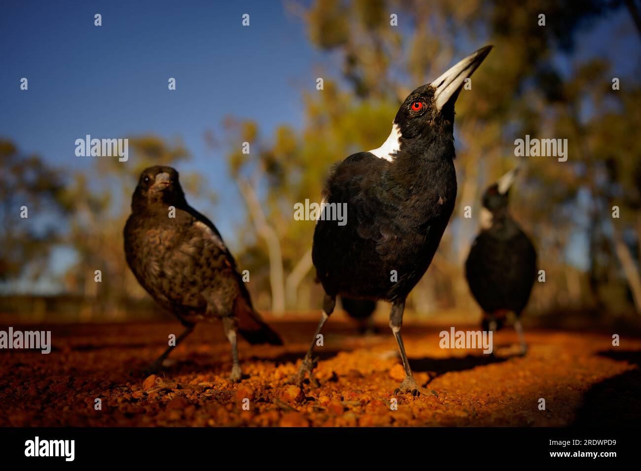Australian magpie Gymnorhina tibicen black and white passerine bird ...