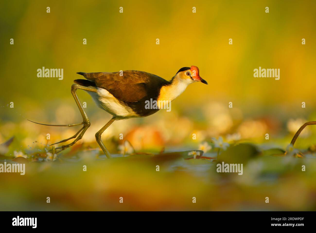 Lily trotter hi-res stock photography and images - Alamy