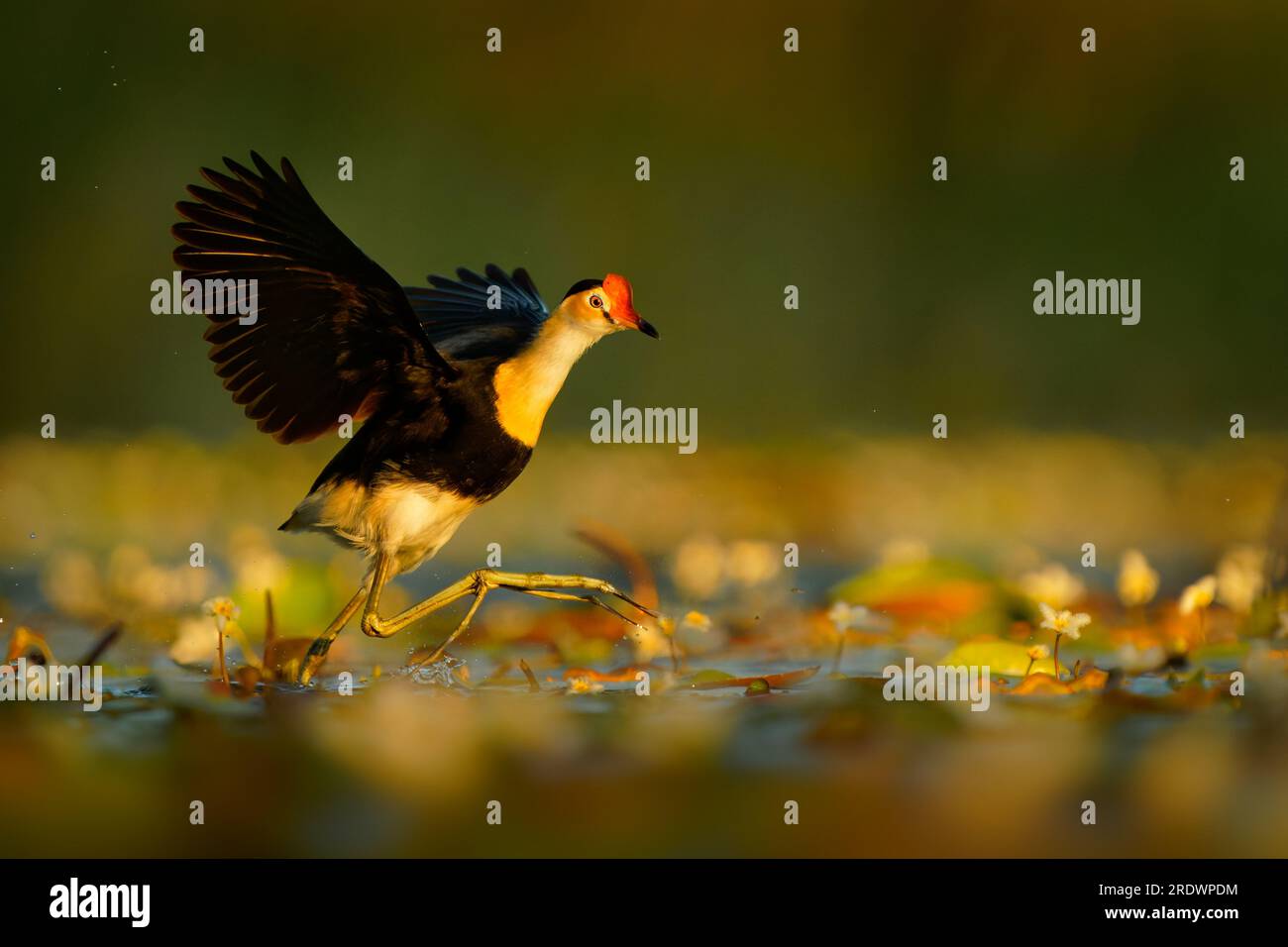 Lily trotter hi-res stock photography and images - Alamy